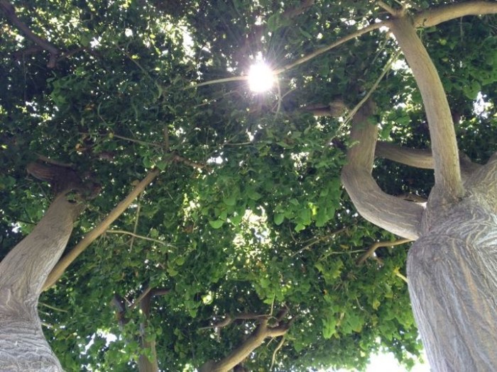 Lesson from My Tree – Time is Precious – Yes to Dreams